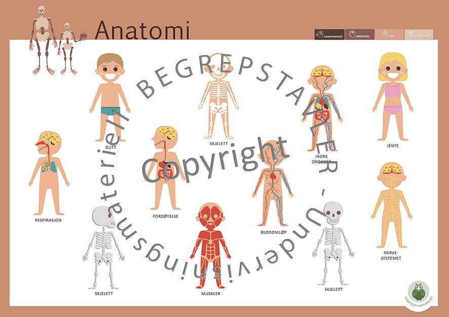 Begrepstavler - kropp og helse, 5 stk. - BEGREPSTAVLER ...